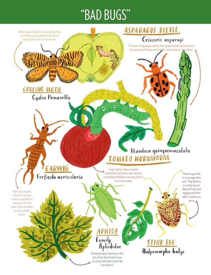 Good Bugs Vs Bad Bugs Edible Hudson Valley
